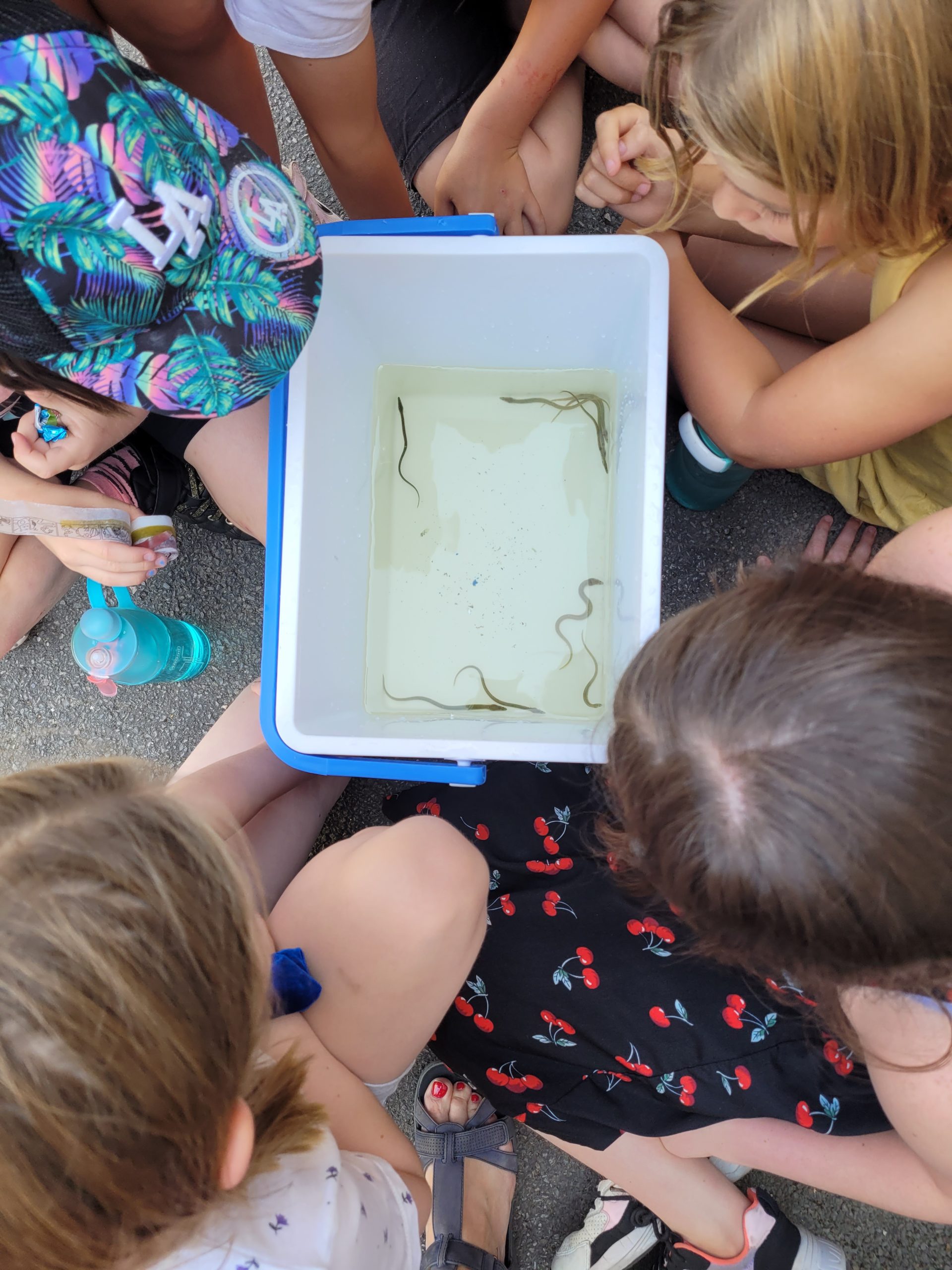 Cambridgeshire ACRE's Eels in the Classroom project - Cambridgeshire ...